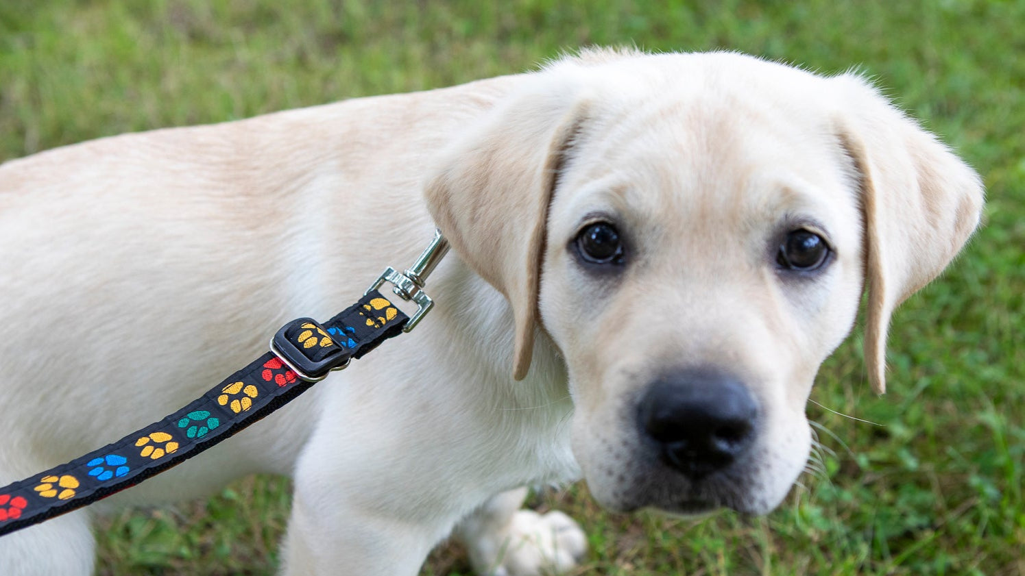 Yellow Snow Dog Gear